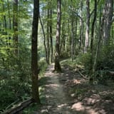 Ramsey Cascades Trail, Tennessee - 2,495 Reviews, Map | AllTrails