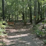 Eagle Point Trail, North Carolina - 236 Reviews, Map | AllTrails