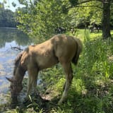 Pyramid State Park Loop Trail, Illinois - 235 Reviews, Map | AllTrails