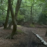 Epping Forest Main Path and Green Ride Circular, Essex, England - 1,242 ...