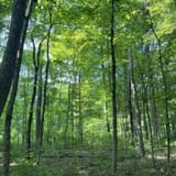 Flat Fork Ridge Trail, Ohio - 1,386 Reviews, Map | AllTrails