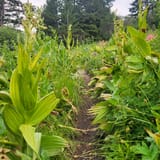 Bogus Basin Loop Trail, Idaho - 252 Reviews, Map | AllTrails