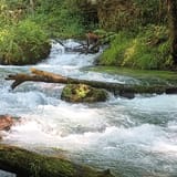 Greer Spring Trail, Missouri - 338 Reviews, Map | AllTrails