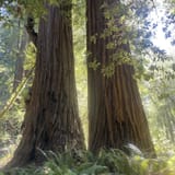 Tall Trees Grove Loop Trail, California - 2,458 Reviews, Map | AllTrails