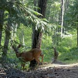 Devil's Dome Loop, Washington - 93 Reviews, Map | AllTrails