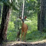 Devil's Dome Loop, Washington - 93 Reviews, Map | AllTrails