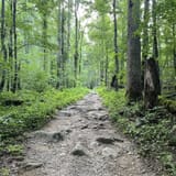 Ramsey Cascades Trail, Tennessee - 2,495 Reviews, Map | AllTrails