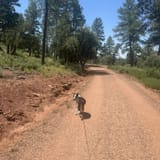 Ellison Creek Cascades, Arizona - 612 Reviews, Map | AllTrails