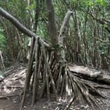Okolehao Viewpoint via Okolehao Trail, Kaua'i, Hawaii - 2,818 Reviews ...