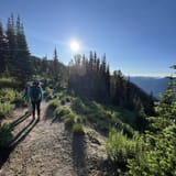 Silver Forest Trail, Washington - 549 Reviews, Map | AllTrails