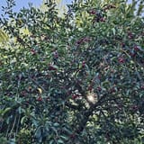 BPA Trail, Washington - 449 Reviews, Map | AllTrails