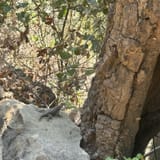 Cold Springs East Fork Trail, California - 345 Reviews, Map | AllTrails