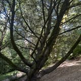 Washington Park Loop, Oregon - 1,826 Reviews, Map | AllTrails