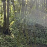 Washington Park Loop, Oregon - 1,763 Reviews, Map | AllTrails