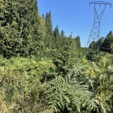 Dickerson Falls, Washington - 2,648 Reviews, Map | AllTrails