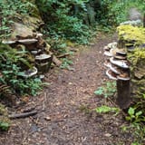 Ridge Loop Trail , Washington - 398 Reviews, Map | AllTrails