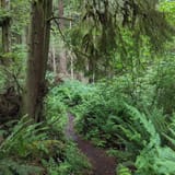 Ridge Loop Trail , Washington - 403 Reviews, Map | AllTrails