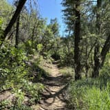 Spruce Canyon Trail, Colorado - 388 Reviews, Map | AllTrails