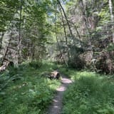 Gray Wolf Trail, Washington - 593 Reviews, Map | AllTrails