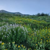 Provo Peak Trail, Utah - 181 Reviews, Map | AllTrails
