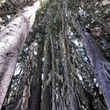 Lily Basin Trail, Washington - 92 Reviews, Map | AllTrails