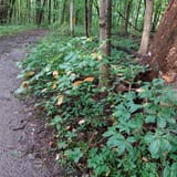 Bloodroot Trail, Indiana - 713 Reviews, Map | AllTrails