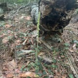 Pudding Pond Loop, New Hampshire - 350 Reviews, Map | AllTrails