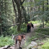 Massie Gap and Wilburn Ridge Loop, Virginia - 1,053 Reviews, Map ...