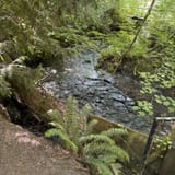 Sword Fern and Highline Trail, Washington - 243 Reviews, Map | AllTrails