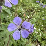 Blueberry Loop, Alaska - 898 Reviews, Map | AllTrails