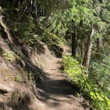 Ancient Groves Nature Trail, Washington - 829 Reviews, Map | AllTrails