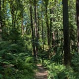 Forest Park Ridge Trail, Oregon - 1,310 Reviews, Map | AllTrails