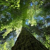 Hall of Mosses Trail, Washington - 5,922 Reviews, Map | AllTrails