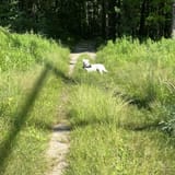 Cook Conservation Area Loop, Massachusetts - 893 Reviews, Map | AllTrails