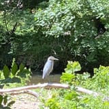 Struble Trail, Pennsylvania - 1,085 Reviews, Map | AllTrails