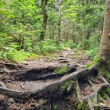 Haystack Mountain Trail, Vermont - 2,109 Reviews, Map | AllTrails