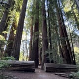 Stout Memorial Grove Trail, California - 2,822 Reviews, Map | AllTrails