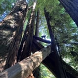 Stout Memorial Grove Trail, California - 2,822 Reviews, Map | AllTrails