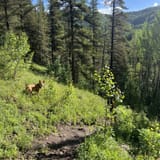 Adrenaline Falls, Colorado - 197 Reviews, Map | AllTrails