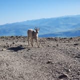 Dunraven Pass to Mount Washburn, Montana - 1,576 Reviews, Map | AllTrails