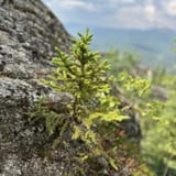 Angel Rocks Trail, Alaska - 961 Reviews, Map | AllTrails