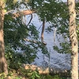 Lake Thom-a-Lex Nature Trail, North Carolina - 264 Reviews, Map | AllTrails