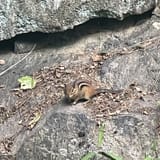 Struble Trail, Pennsylvania - 1,085 Reviews, Map | AllTrails