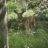 Struble Trail, Pennsylvania - 1,085 Reviews, Map | AllTrails