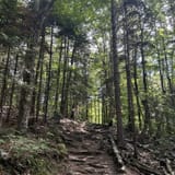 Mount Cardigan Loop Trail, New Hampshire - 2,212 Reviews, Map | AllTrails