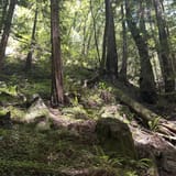 Fern Creek, Lost, and Canopy Trail Loop, California - 2,911 Reviews ...