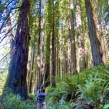 Berry Glen and Lady Bird Grove Trail , California - 564 Reviews, Map ...