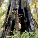 Berry Glen and Lady Bird Grove Trail , California - 564 Reviews, Map ...