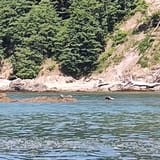 Rialto Beach Trail, Washington - 349 Reviews, Map | AllTrails