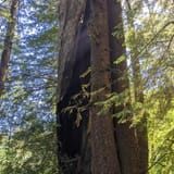 Berry Glen and Lady Bird Grove Trail , California - 564 Reviews, Map ...